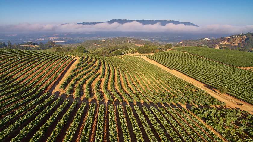 Mischa Billing: "The Swedish wine industry has become stronger and more ...