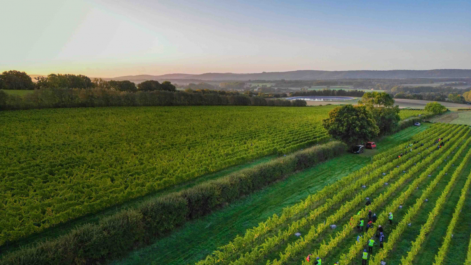 Inside The 2024 Harvest At Nyetimber Englands Finest Sparkling Wine