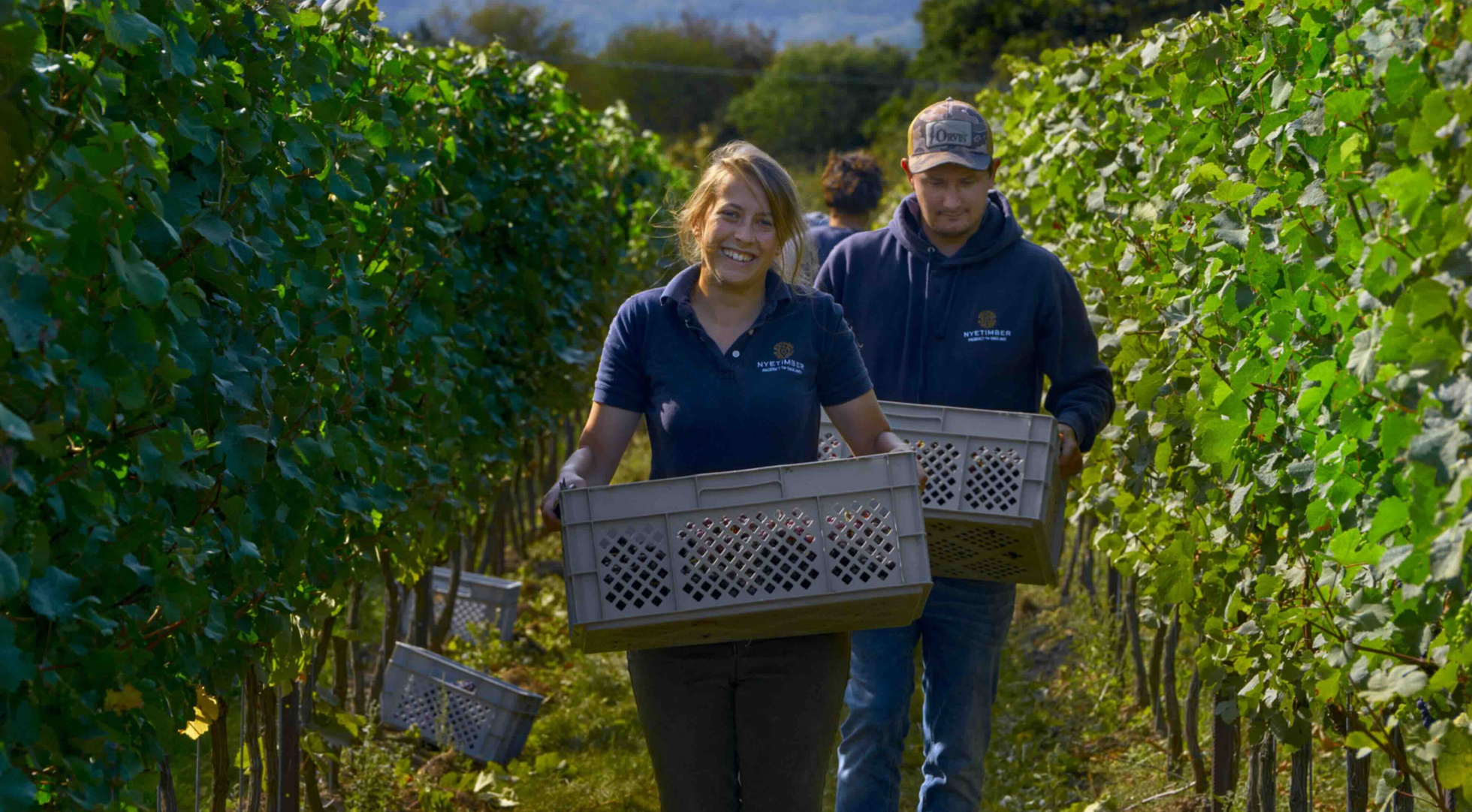 Inside the 2024 harvest at Nyetimber, England’s finest sparkling wine ...
